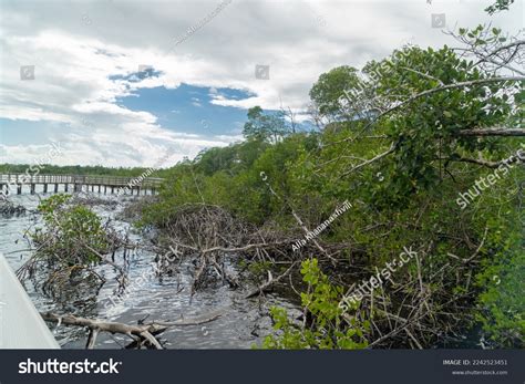 Is Mangrove A Biome At Jean Begaye Blog