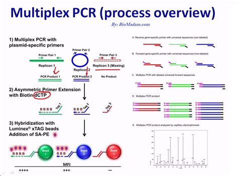 Types Of Pcr Common Kinds Of Polymerase Chain Reaction Biomadam