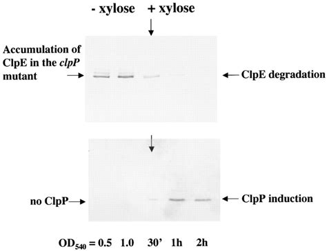 Clpp Dependent Degradation Of Clpe A Strain Expressing Clpp Under The