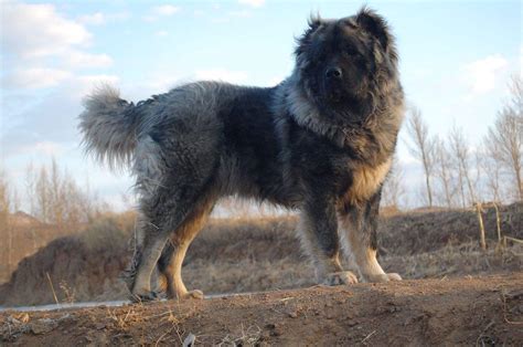 最巨大的高加索犬 站起来 大山谷图库