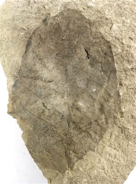Lot 3 Leaf Fossils From Florissant
