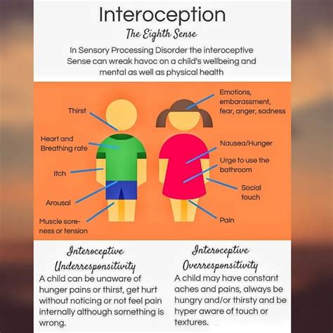 What Is The Interoceptive Sense Find Shadow Teacher