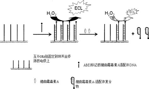 Method For Detecting Ochratoxin A By Using Electrochemical Luminous Adaptor Sensor Eureka