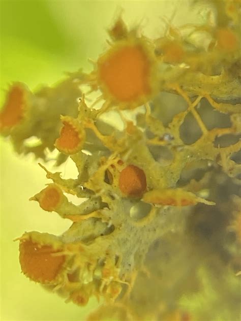 Tree Fungus R MacroPorn