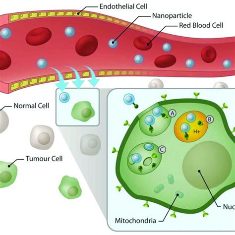Delivery Of Magnetic Nanoparticles Using Active Targeting The Process Download Scientific