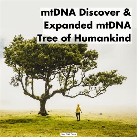 Mtdna Discover And Expanded Mtdna Tree Of Humankind How To Use Them Your Dna Guide Diahan