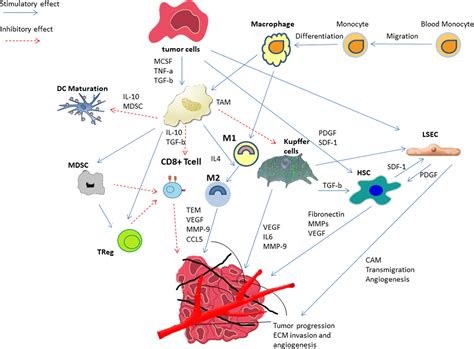 The Role Of Liver Microenvironment In Hepatic Metastasis Williamson