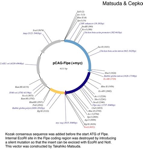 Addgene Pcag Flpe