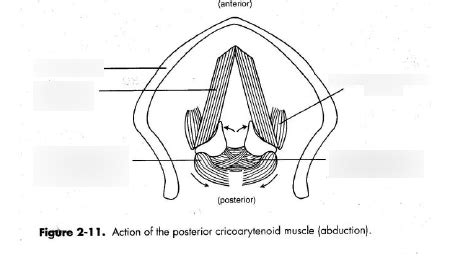 SLHS 572 Voice Diagram 5 Diagram Quizlet