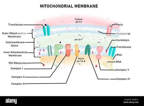 Mitochondrial Membrane Illustration Mitochondria Have Two Membranes An Outer Mitochondrial