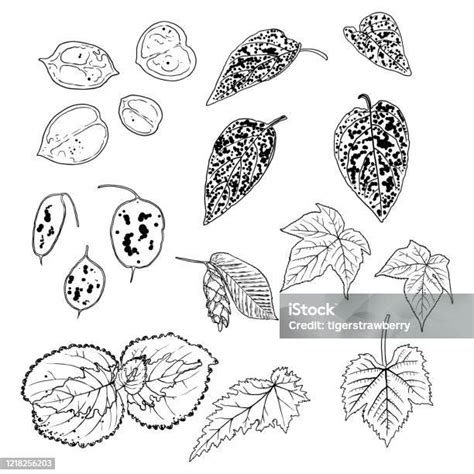 꽃 무늬 요소 나뭇가지와 잎 국내 녹지 잔디 가정 식물 가지의 집합입니다 벡터 0명에 대한 스톡 벡터 아트 및 기타 이미지 0명 가득 찬 개화기 Istock