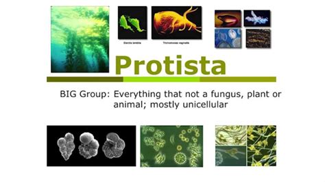 Profromi Episode 3 How To Make Sense Out Of A Wild And Crazy Protist
