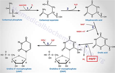 Nucleotide Metabolism Nucleic Acid Synthesis Nucleic Acid Function