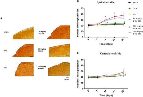 Expression Of Activated Microglia In Trigeminal Subnucleus Caudalis Download Scientific Diagram