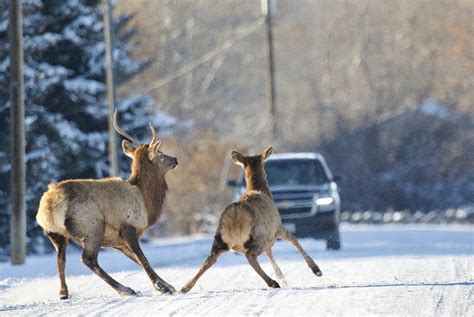 Elk Crossing Spike In Elk Vehicle Collisions Sparks Safety Conversation Explore Big Sky