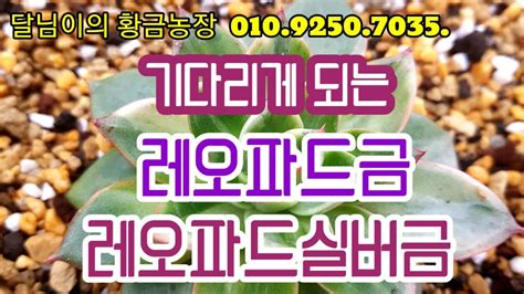 107금 1탄레오파드금레오파드실버금금다육 물 식물 달님 화분 다육이 흙 꽃 반려식물 분갈이 레오파드금 Youtube