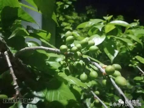 西鄉櫻桃近日長啥樣了 每日頭條
