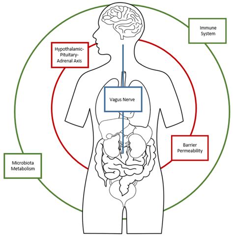 The Microbiotagutbrain Axis Download Scientific Diagram