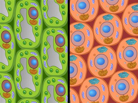 Différenciation Cellulaire Idées De Parcours Pédagogiques Enseignants