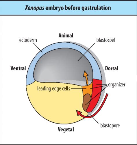 Ch Germ Cells Fertilization And Sex Determination Flashcards Quizlet