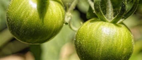 每日文章精选 2022 10 01 Linux Lite Mint