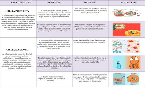 Cuadro Comparativo Entre La Celula Eucariota Y Procariota