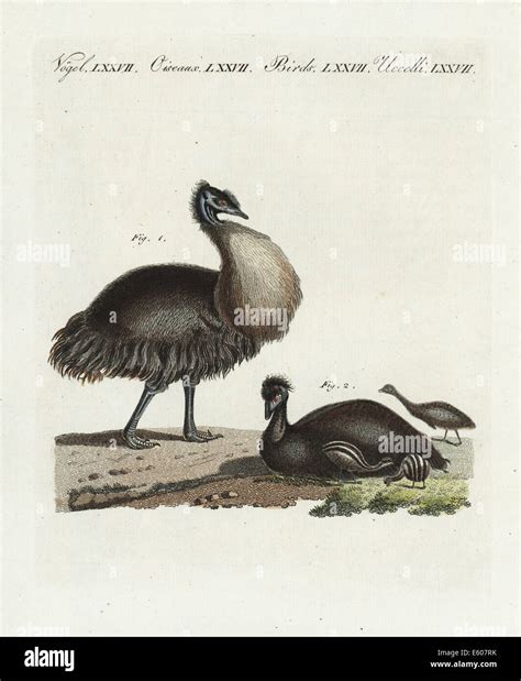 Kangaroo Island Emu Or Dwarf Emu Dromaius Baudinianus Extinct Stock