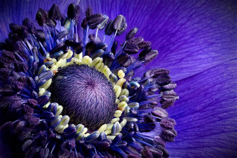 focus stacking step by step guide for beginners pretty presets for
