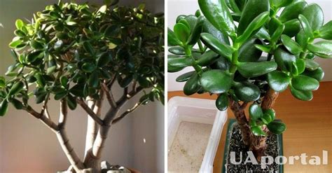 Як правильно доглядати за товстянкою щоб крона була пишною