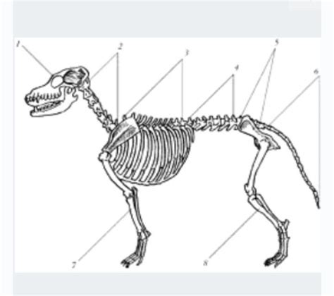 Розгляньте малюнок Напишіть складові скелета ссавців позначені