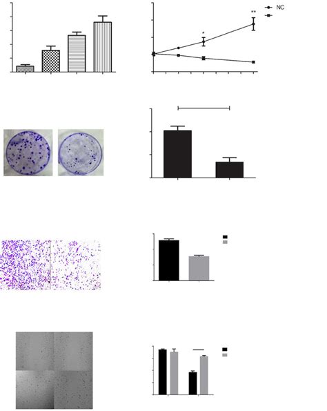 Overexpression Of Mir520a 3p Suppressed Proliferation Invasion And Download Scientific