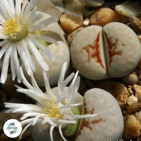 Lithops Julii ‘hot Lips [rare] 40 Seeds Living Stones Jspseeds