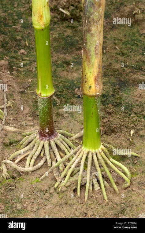 Stilt Roots Of Maize