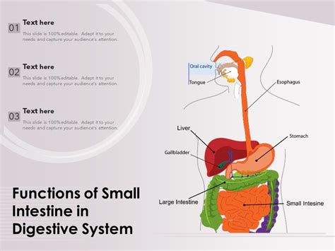 Functions Of Small Intestine In Digestive System Ppt PowerPoint