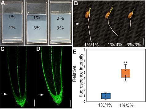 Root Hairs Facilitate Rice Root Penetration Into Compacted Layers Current Biology