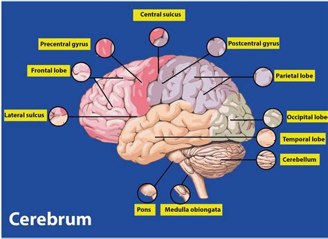 What Is The Difference Between The Frontal And Pariet