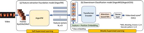 Arges Spatio Temporal Transformer For Ulcerative Colitis Severity Assessment In Endoscopy