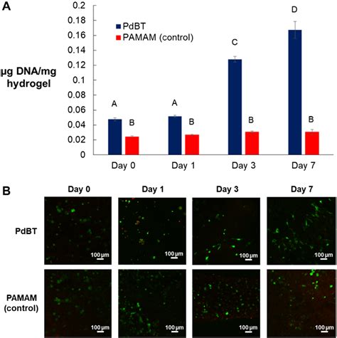 Msc Encapsulation In Vitro Within Pdbt Cross Linked Gels A