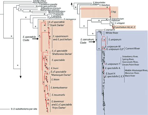Phylogeny Resulting From A Partitioned Bayesian Analysis Of Download Scientific Diagram
