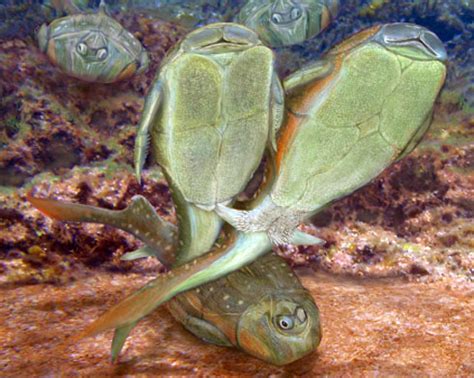 Ancient Fish Reveal The Origins Of Sexual Intercourse How It Works Magazine