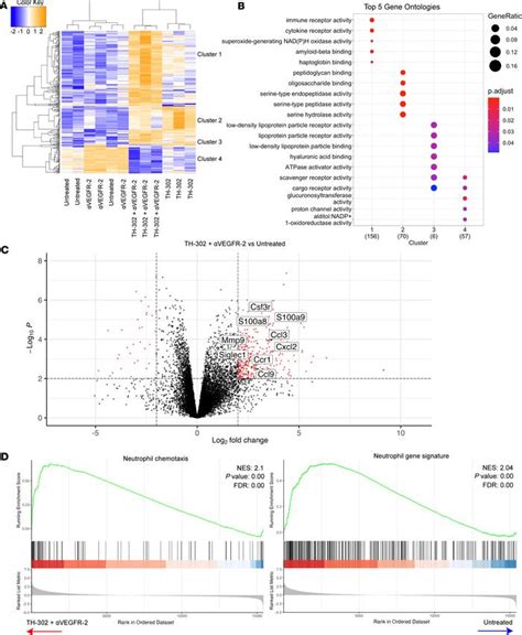 JCI Insight Hypoxia Activated Prodrug And Antiangiogenic Therapies Cooperatively Treat