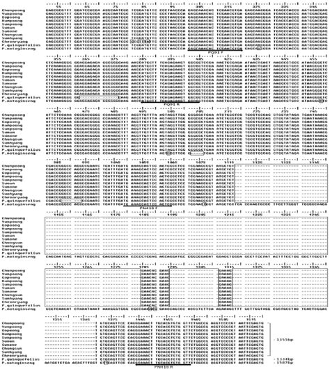 Nucleotide Sequence Alignment Of Polymorphic Fragments Amplified From Download Scientific