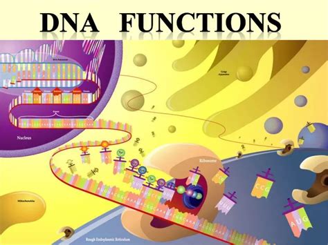 PPT DNA Functions PowerPoint Presentation Free Download ID