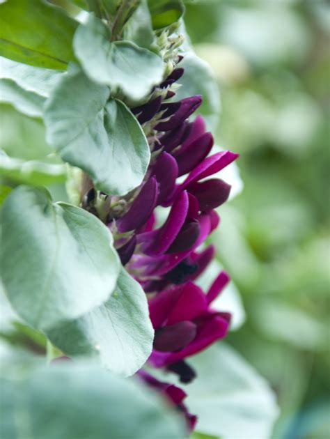 Spring Structures In The Garden