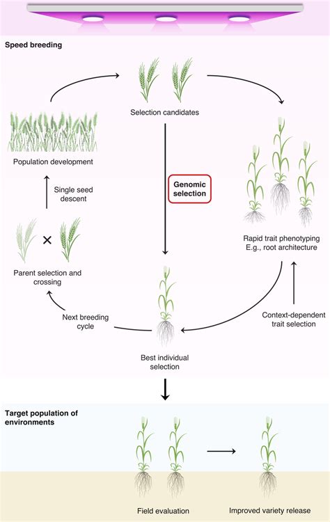 Integrating Genomic Selection And Speed Breeding To Fast‐forward