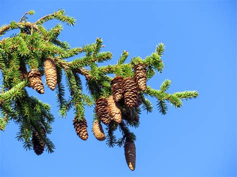 Tree Spruce Cones Pine Free Photo On Pixabay Pixabay