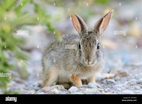 Mountain Cottontail Rabbit Sylvilagus Nuttallii Montana Us Stock Photo Alamy