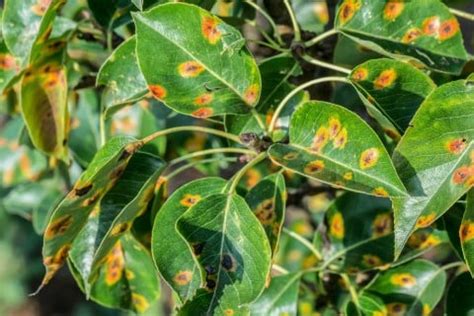 赤星病とは症状や対策予防方法は HORTI ホルティ by GreenSnap