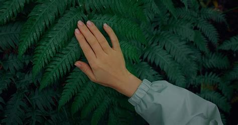 여성의 손은 어두운 숲에서 녹색 고사리 식물을 만진다 손가락의 슬로우 모션 클로즈업 월계수 숲에서 하이킹을 하는 동안 몰입감 있는 경험 가을에 대한 스톡 사진 및 기타
