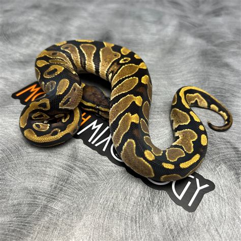 Het Dreamsicle Ball Python By Morph Mixology Reptiles Morphmarket